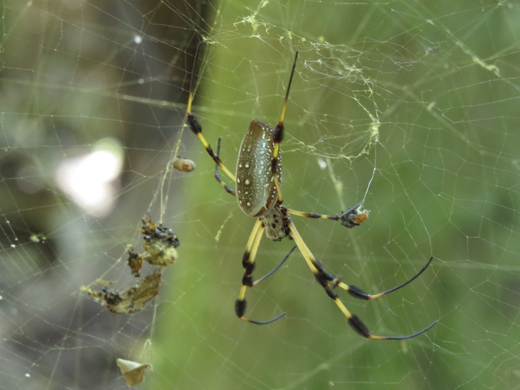 Golden Silk Spider from San Antonio de Oriente, Honduras on October 30 ...