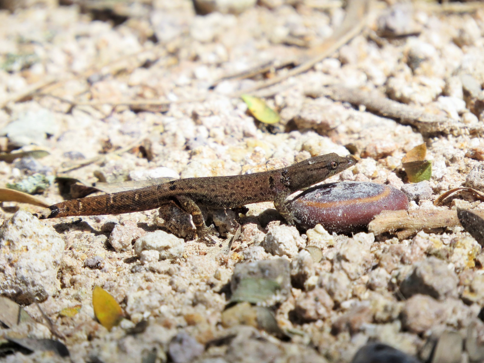Sphaerodactylus continentalis Werner, 1896
