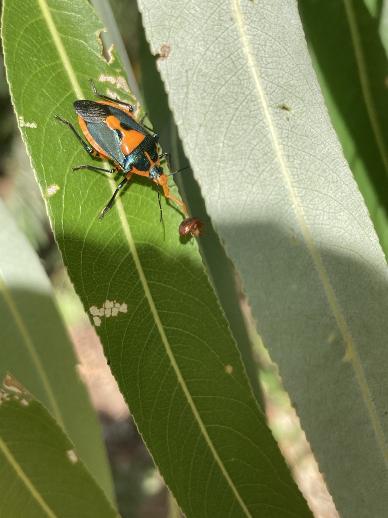 Florida Predatory Stink Bug from Calle Macedonio Gómez, Morelia, MICH ...
