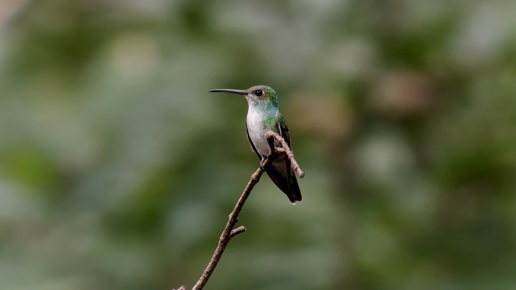 Mangrove Hummingbird in January 2021 by Anthony Arce · iNaturalist