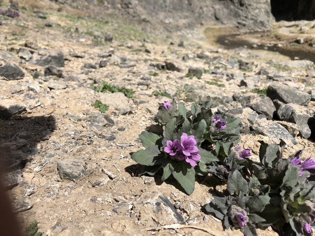 Physochlaina physaloides from Bayandalai, Mongolia on June 4, 2018 at ...