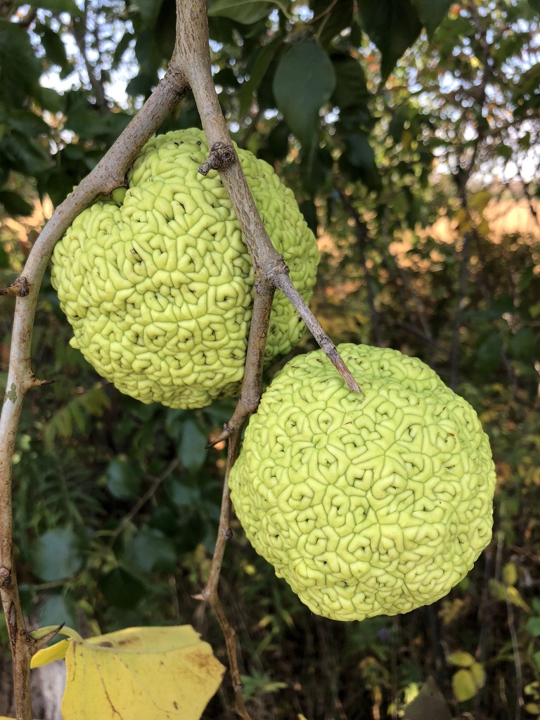 mulberry and fig family (Moraceae) - Botanical Realm