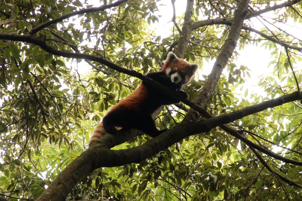 Chinese Red Panda in February 2016 by Isaac Eckert. Spotted along an ...