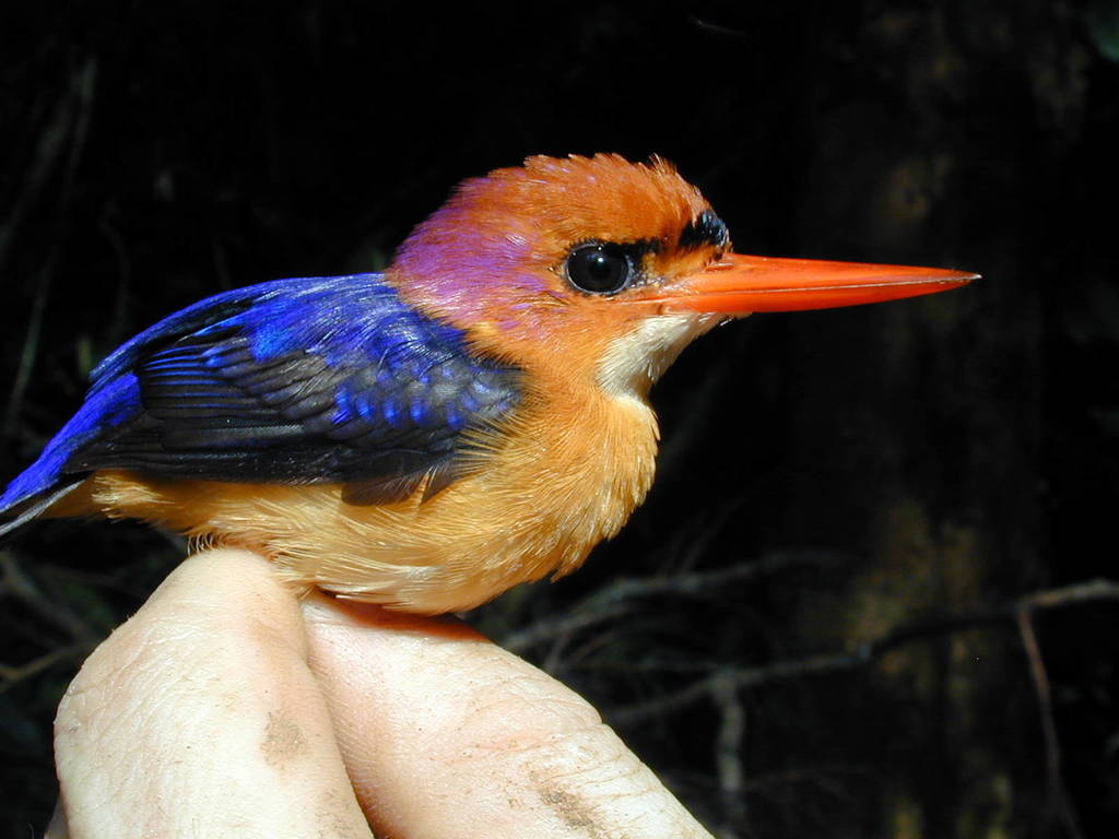 African Pygmy Kingfisher