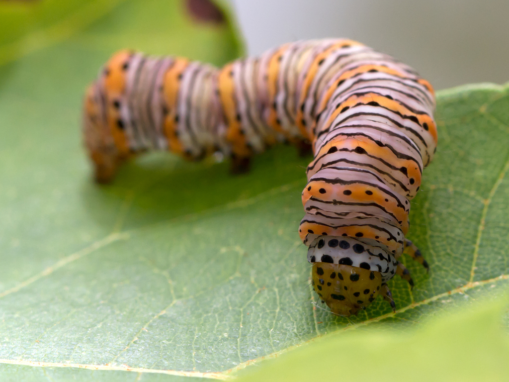 Beautiful Wood-nymph (Moths and Butterflies at Meadowside Nature Center ...