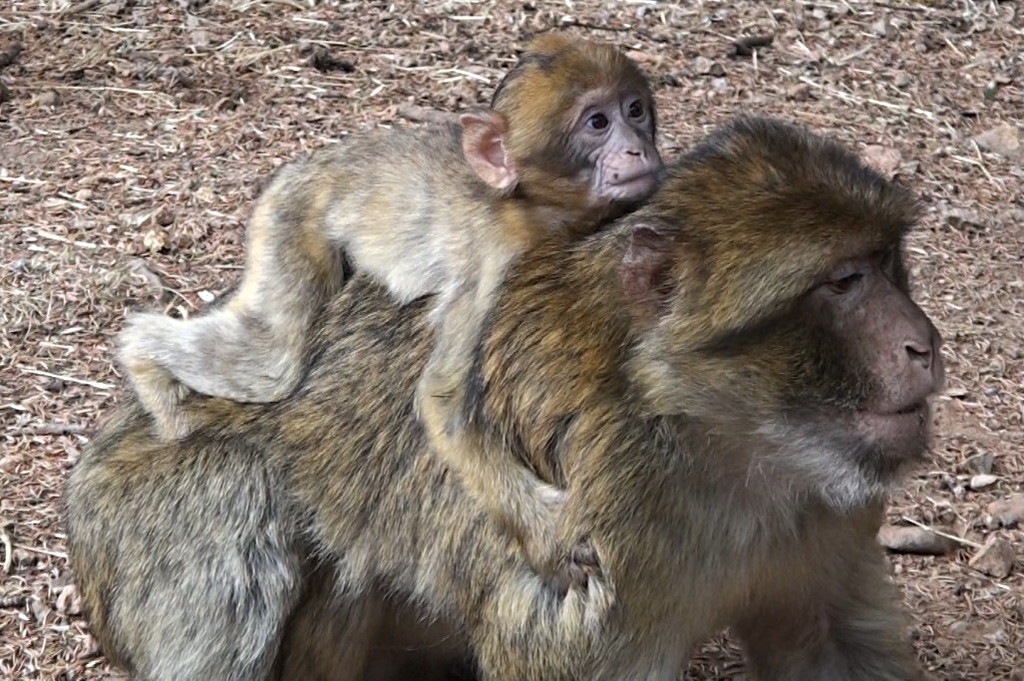 Barbary Macaque (Macaca sylvanus) - Know Your Mammals