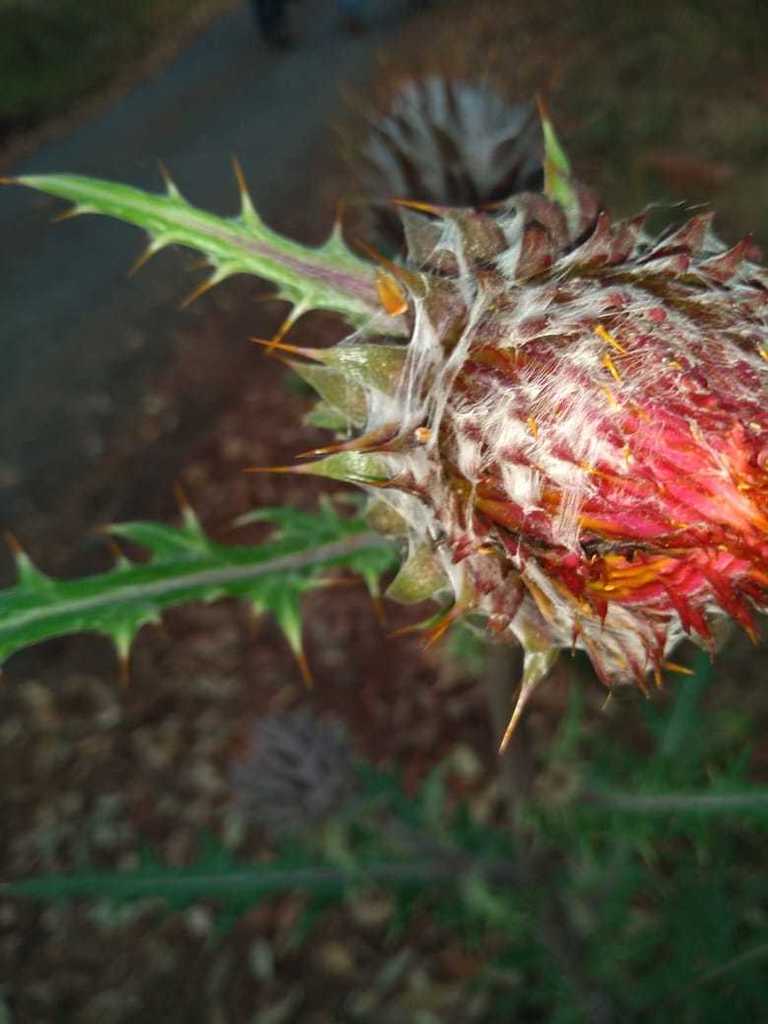 red thistle from Atemajac de Brizuela, Jal., México on February 29 ...