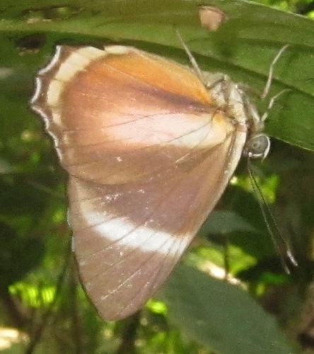 Genus Setabis · iNaturalist United Kingdom
