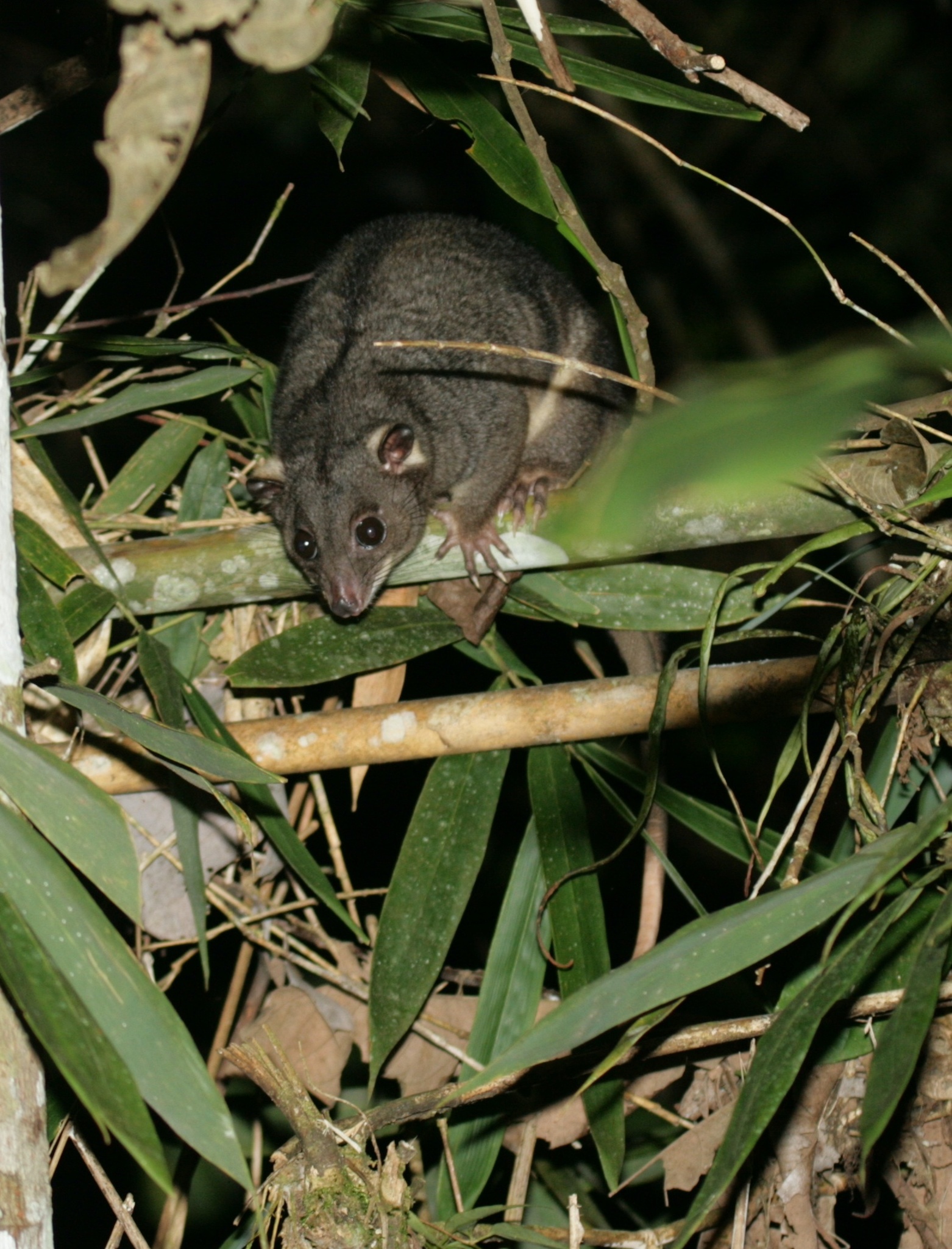 Phalanger orientalis (Pallas, 1766)