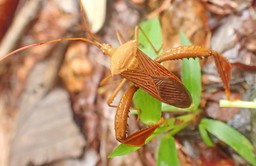 Spilopleura ochracea · iNaturalist