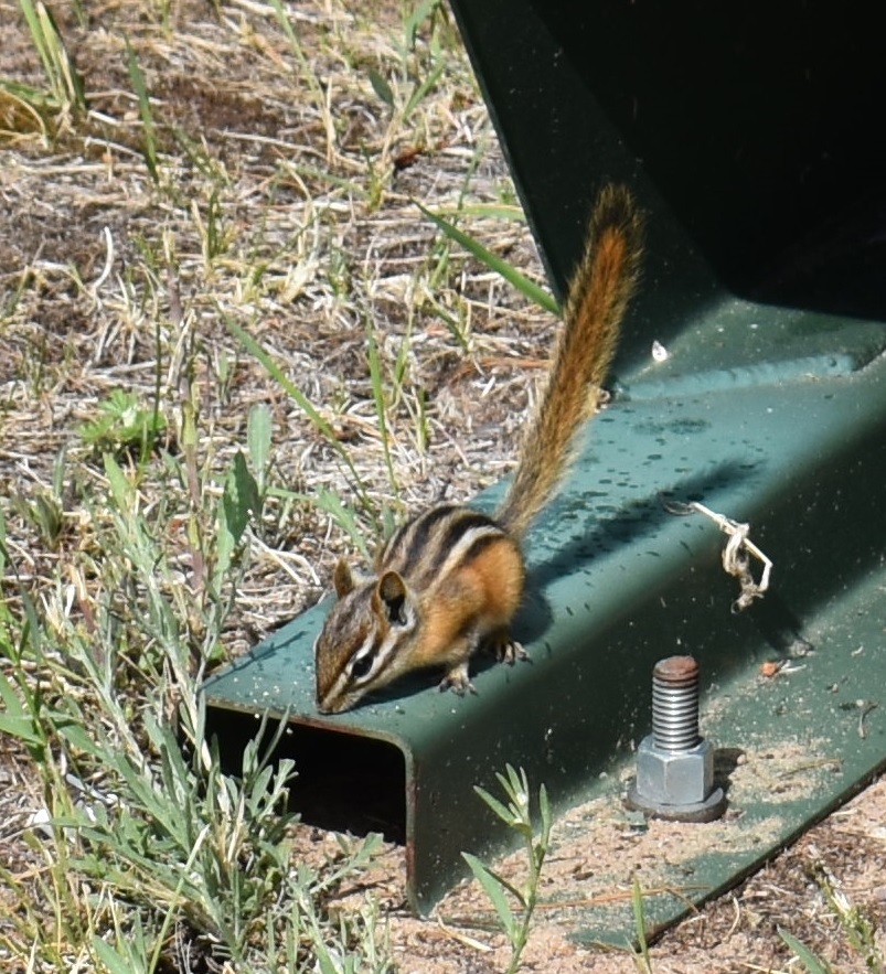 Least Chipmunk from Keweenaw County, MI, USA on July 12, 2020 at 09:10 ...
