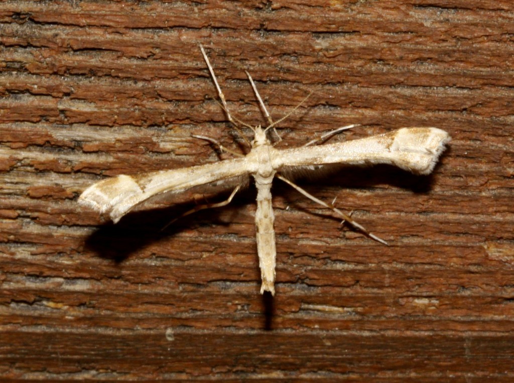 Irish Plume Moth from Chandler, QC, Canada on August 12, 2020 at 11:14 ...