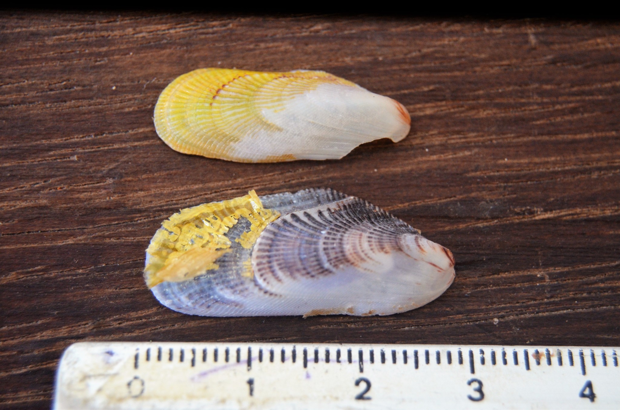 Brachidontes modiolus (Linnaeus, 1767)