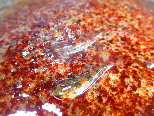 Zebra clingfish (Tomicodon zebra) · iNaturalist United Kingdom