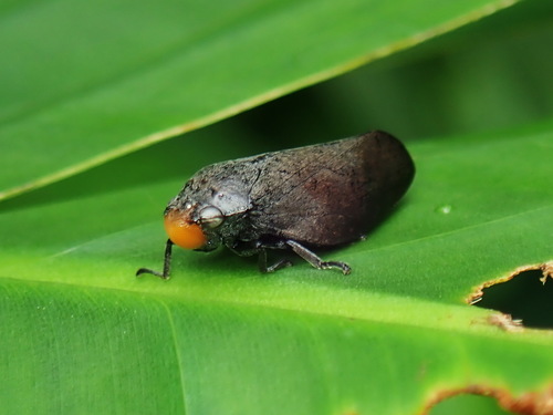 Cephisus xanthocephala · iNaturalist United Kingdom
