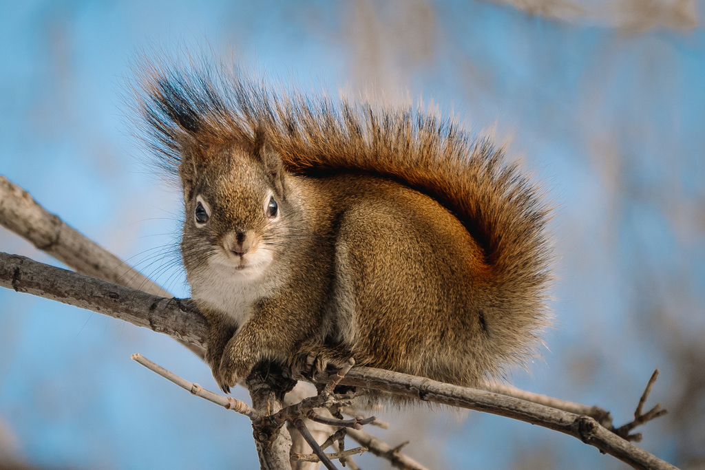 Pine Squirrels (Tamiasciurus) - Know Your Mammals