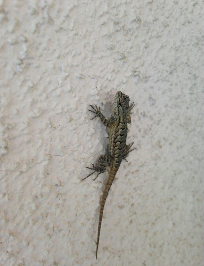 Lizards by lilysalazar. Has a pattern. Runs quickly. Small in size ...