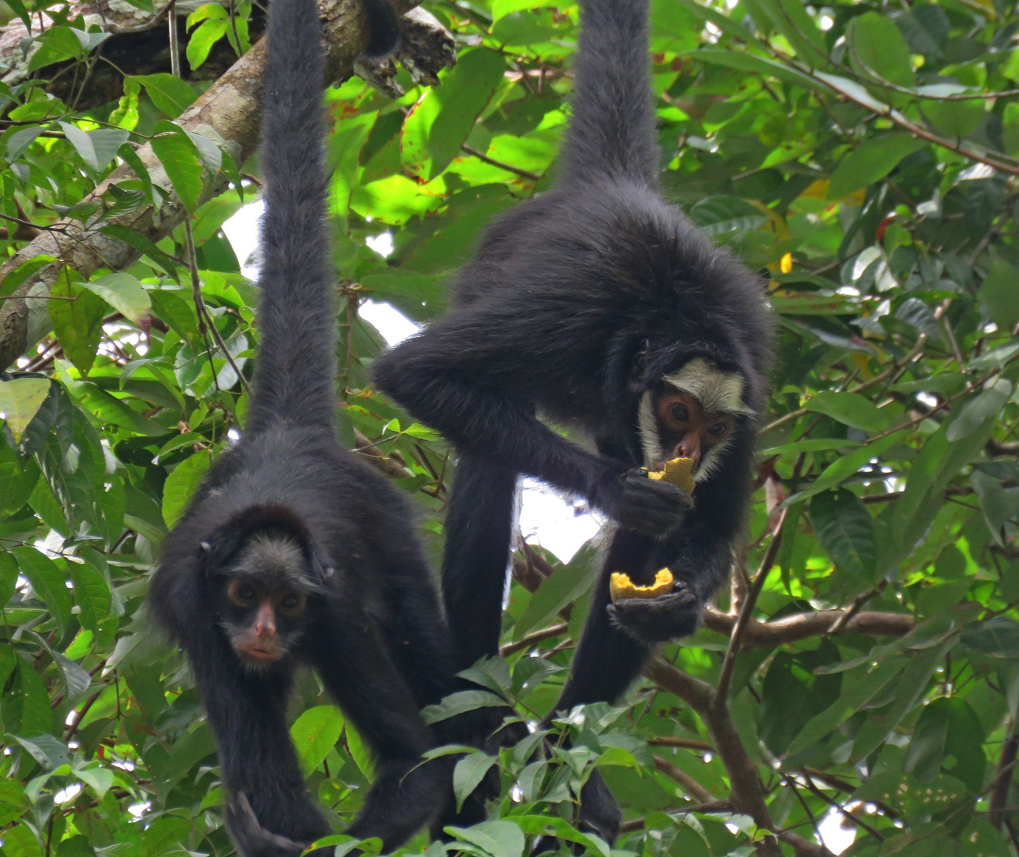 Ateles marginatus É.Geoffroy Saint-Hilaire, 1809
