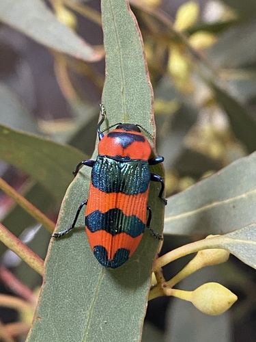 Castiarina flavosignata · iNaturalist