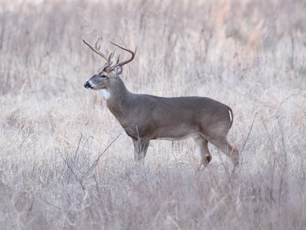 White-tailed Deer (Mammals of Blount County Tennessee ) · iNaturalist