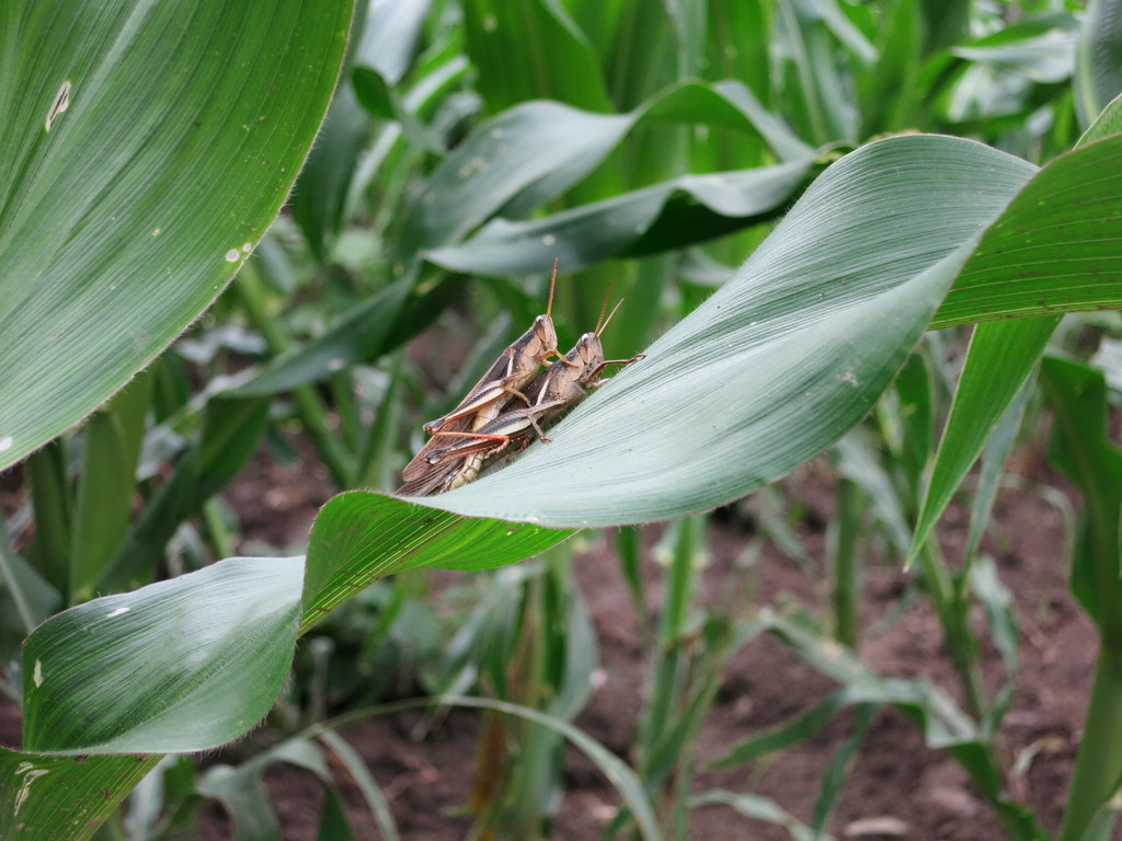 Short-horned Grasshoppers from Syange 33600, Nepal on May 2, 2013 by ...