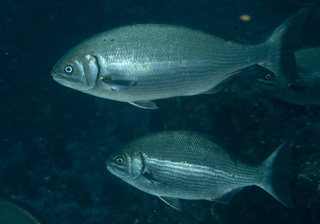 Gladius Chub from Rottnest Island WA 6161, Australia on July 09, 2011 ...