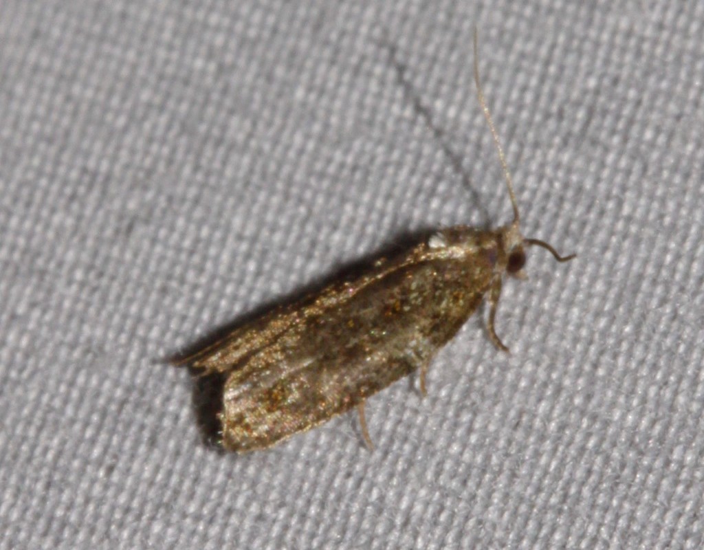 Spruce Budworm Moth from Métis-sur-Mer, QC, Canada on August 15, 2020 ...