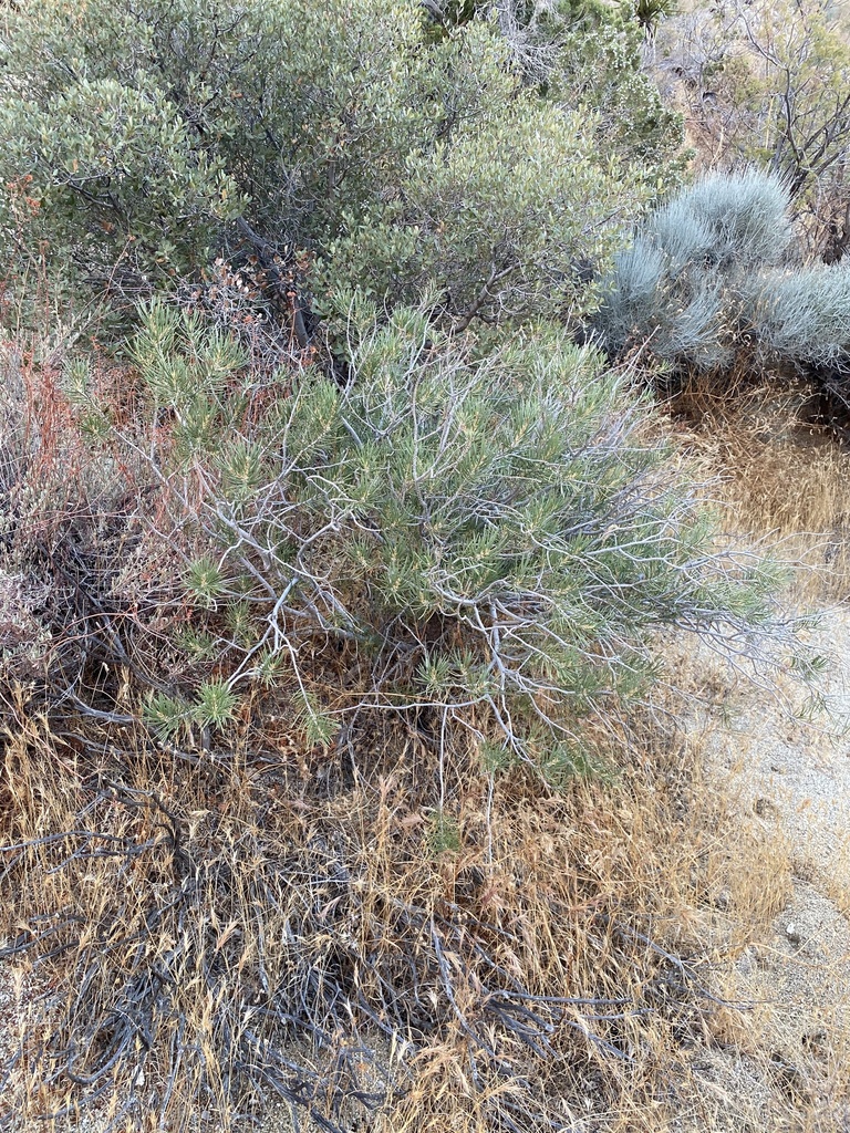 singleleaf pinyon from Anza-Borrego Desert State Park, Julian, CA, US ...