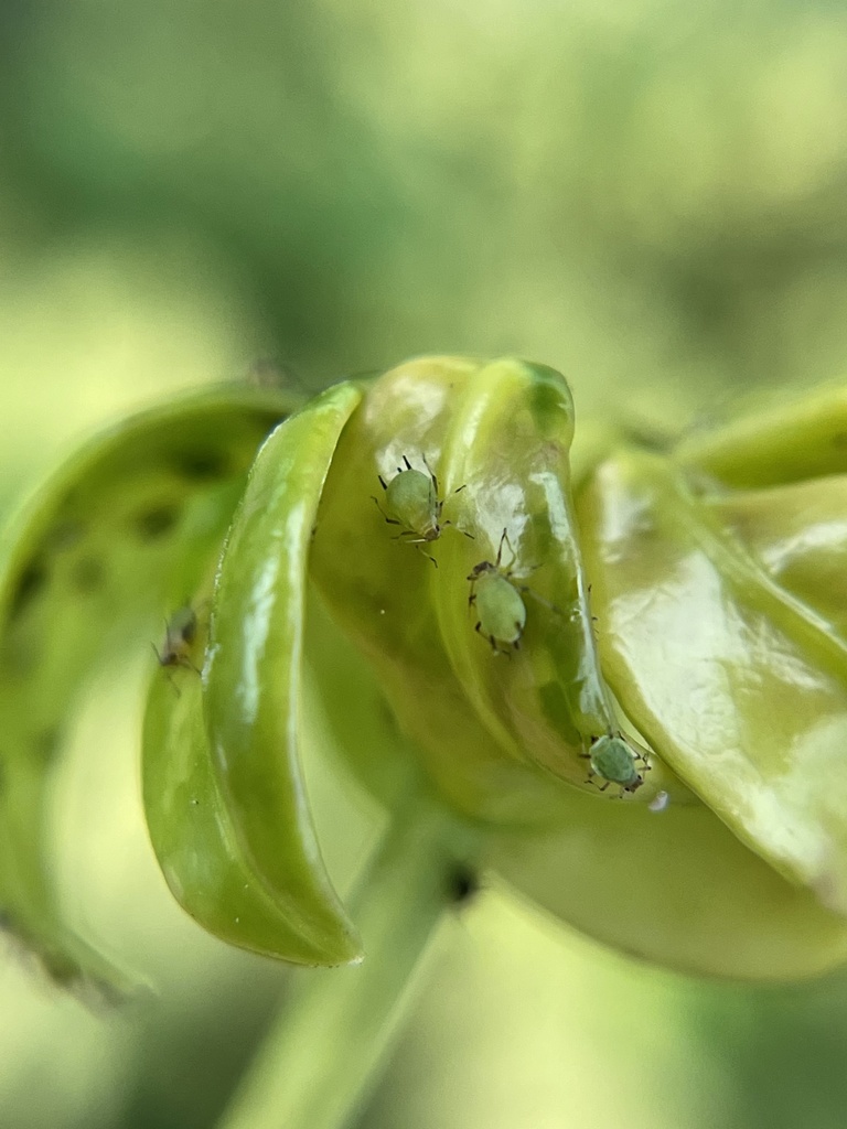 Spiraea Aphid from Green Rd, Deerfield Beach, FL, US on January 14 ...
