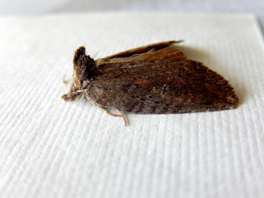 Gallaba duplicata from Sydney NSW, Australia on January 12, 2021 at 12: ...