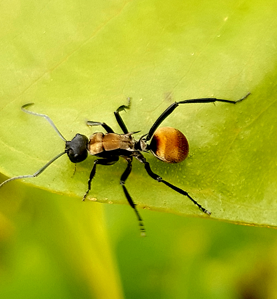 Golden-tailed Spiny Ant from The Ponds NSW 2769, Australia on January 7 ...