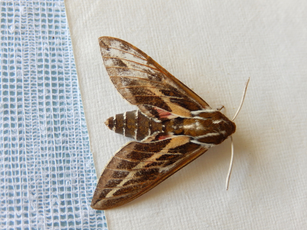 Australian Striped Hawk Moth from Sydney NSW, Australia on January 12 ...
