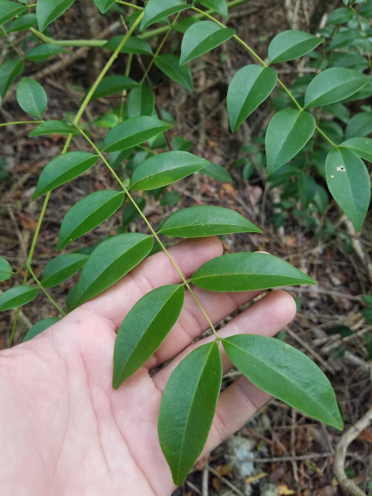yellow nickerbean in January 2021 by Joe MDO · iNaturalist