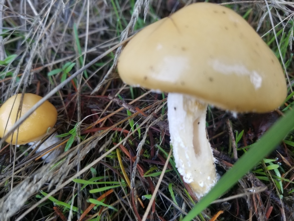 Questionable Stropharia from Honeydew, CA 95545, USA on December 18 ...