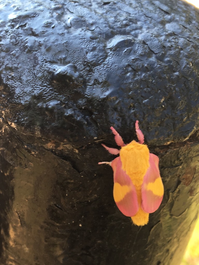 Rosy Maple Moth from Pulaski County, AR, USA on 22 July, 2017 at 09:33 ...