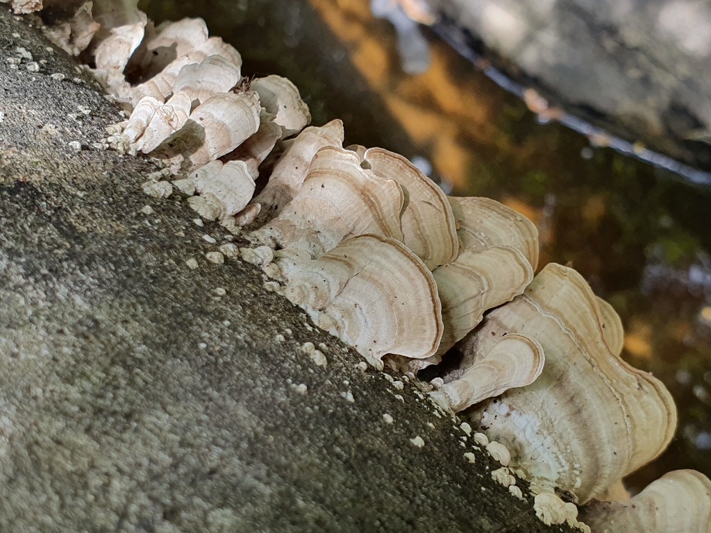 Trichaptum from Somersby Falls Walking Track, Somersby NSW 2250 ...
