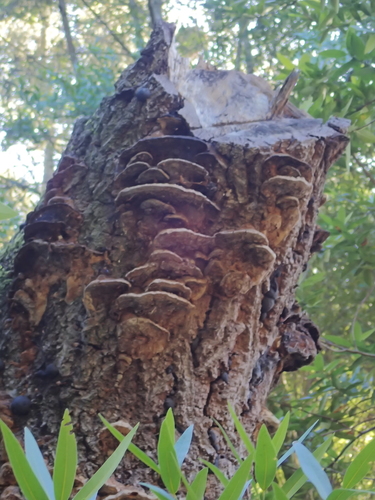 Hongo de repisa mostaza (Guía general de Macrohongos de Costa Rica ...