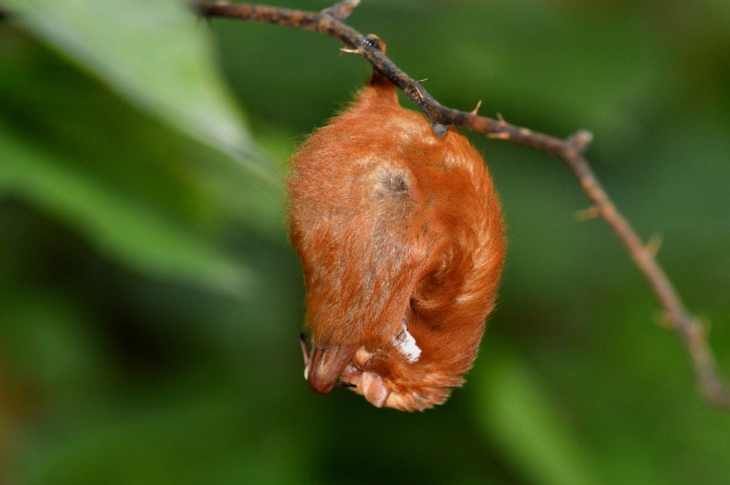 Evening Bats (Vespertilionidae) - Know Your Mammals