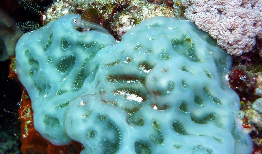 Green sea mat (Marine Species of John Brewer Reef / MOUA) · iNaturalist