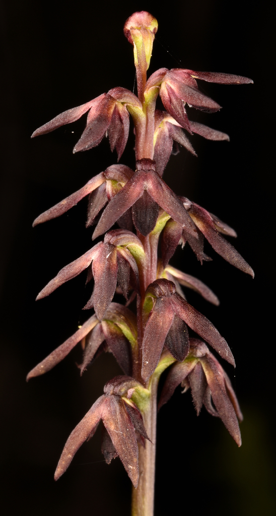 Genoplesium woollsii (Budawang Coast plant species Part 2 (F-R ...