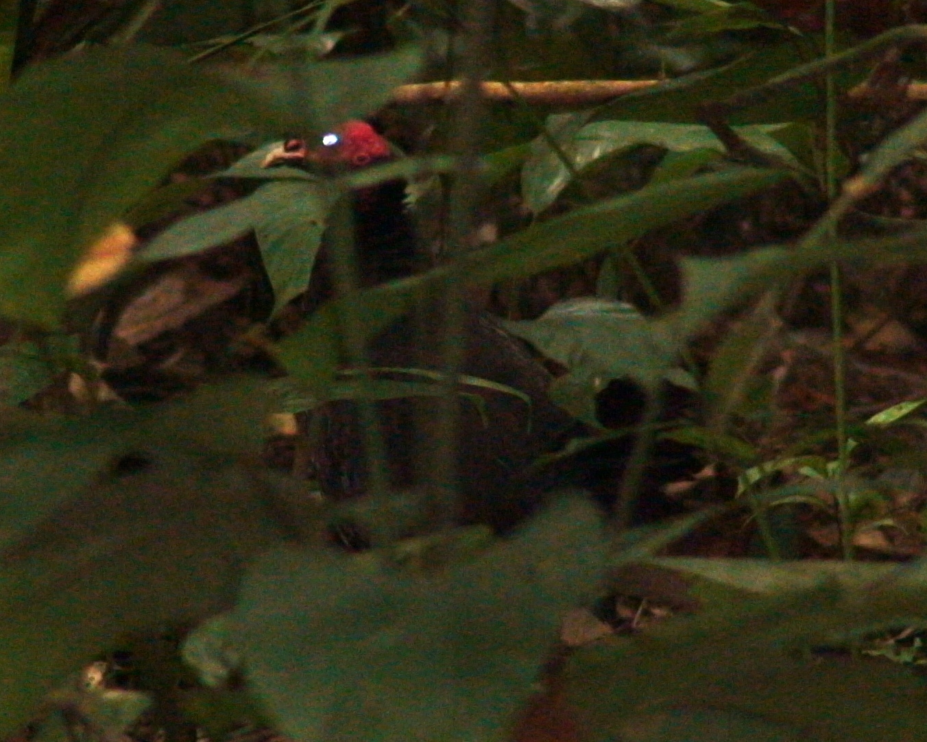 Agelastes niger (Cassin, 1857)