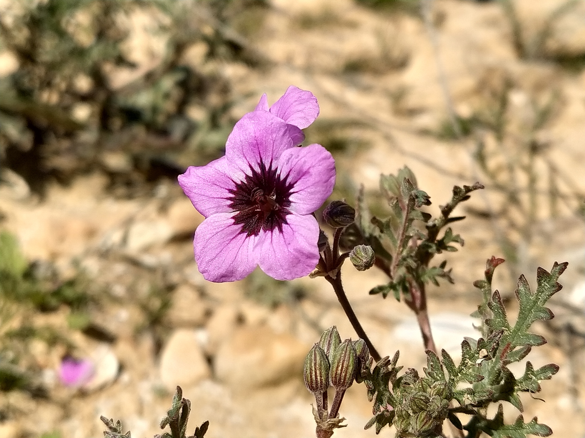 Erodium crassifolium (Forssk.) L'Hér.
