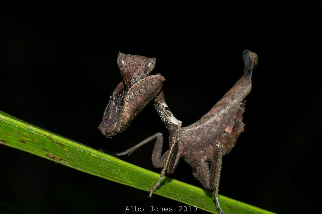 Acanthops from Estrada Parque, km 19 Margem esquerda do Rio - Zona ...