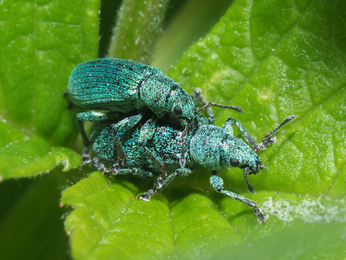 Polydrusus amoenus · iNaturalist