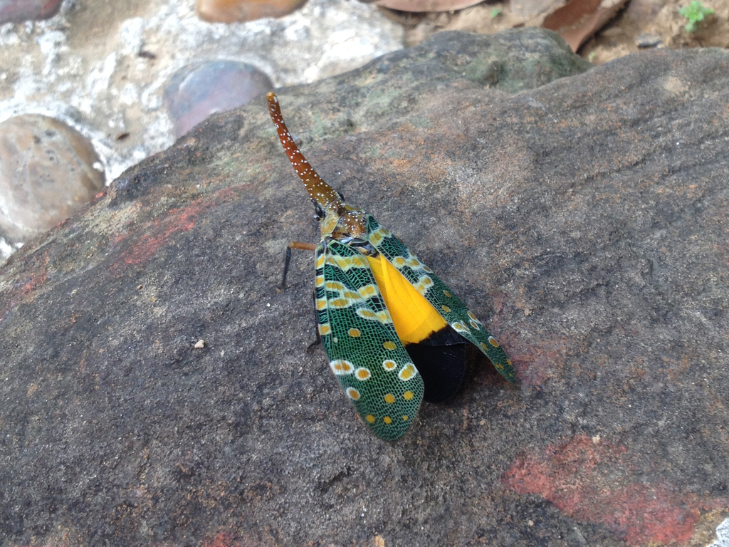 Litchi Lantern Bug in October 2016 by Raku · iNaturalist