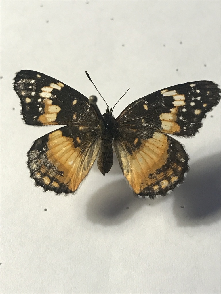 Bordered Patch from University of Nebraska - East Campus, Lincoln, NE ...