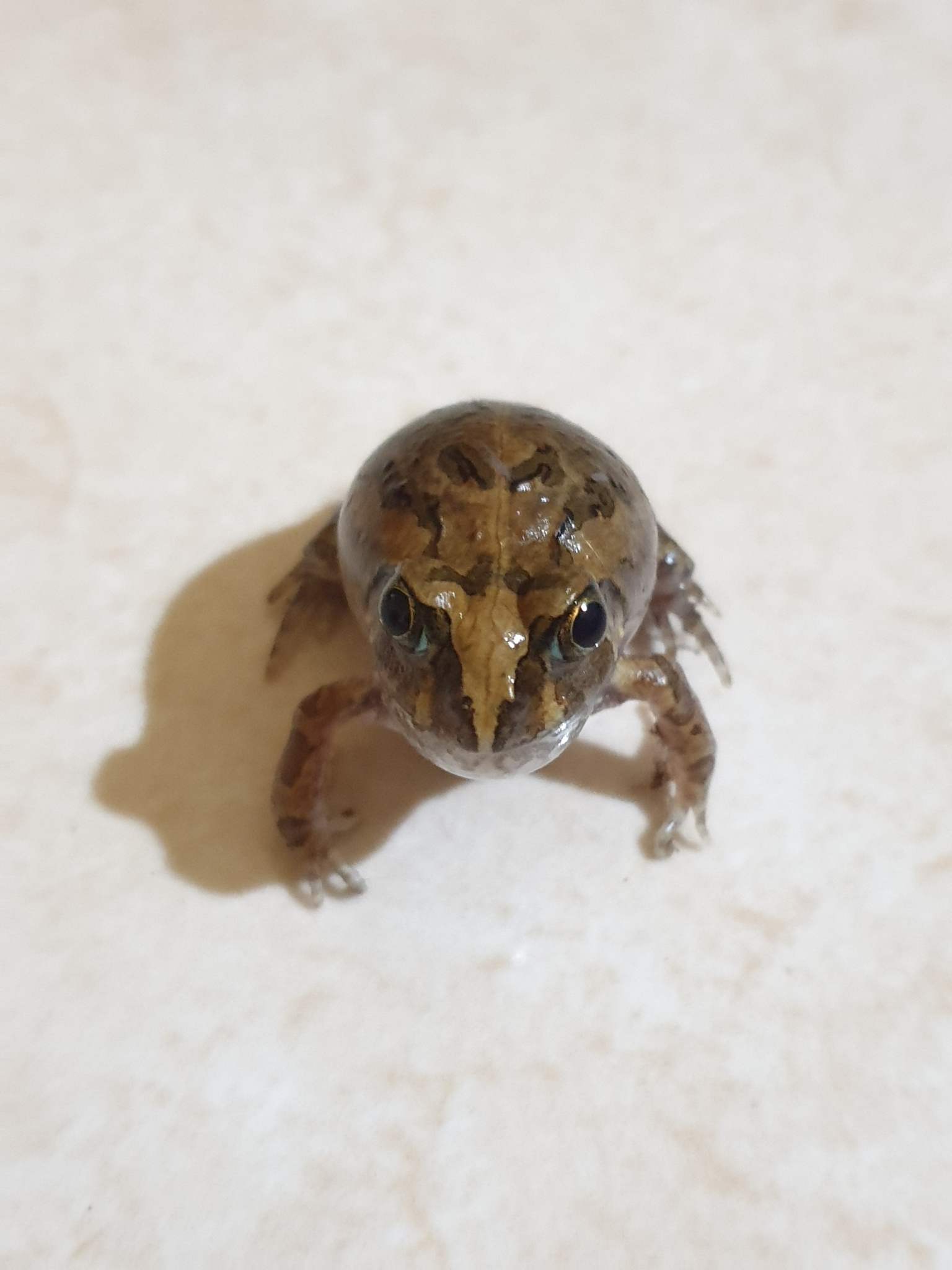 Sphaerotheca breviceps (Schneider, 1799)