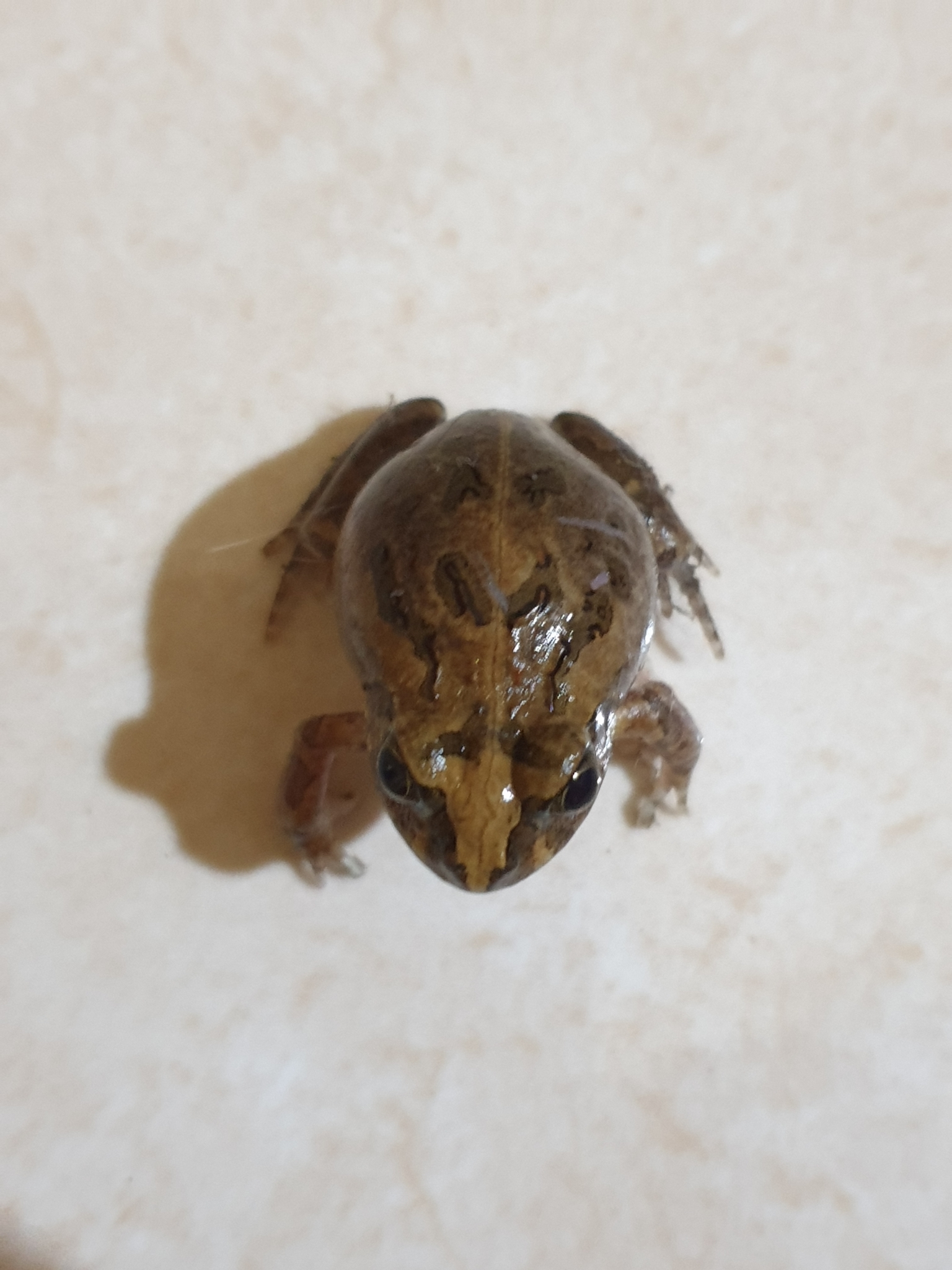 Sphaerotheca breviceps (Schneider, 1799)