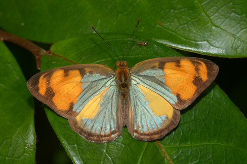 Dynamine erchia · iNaturalist
