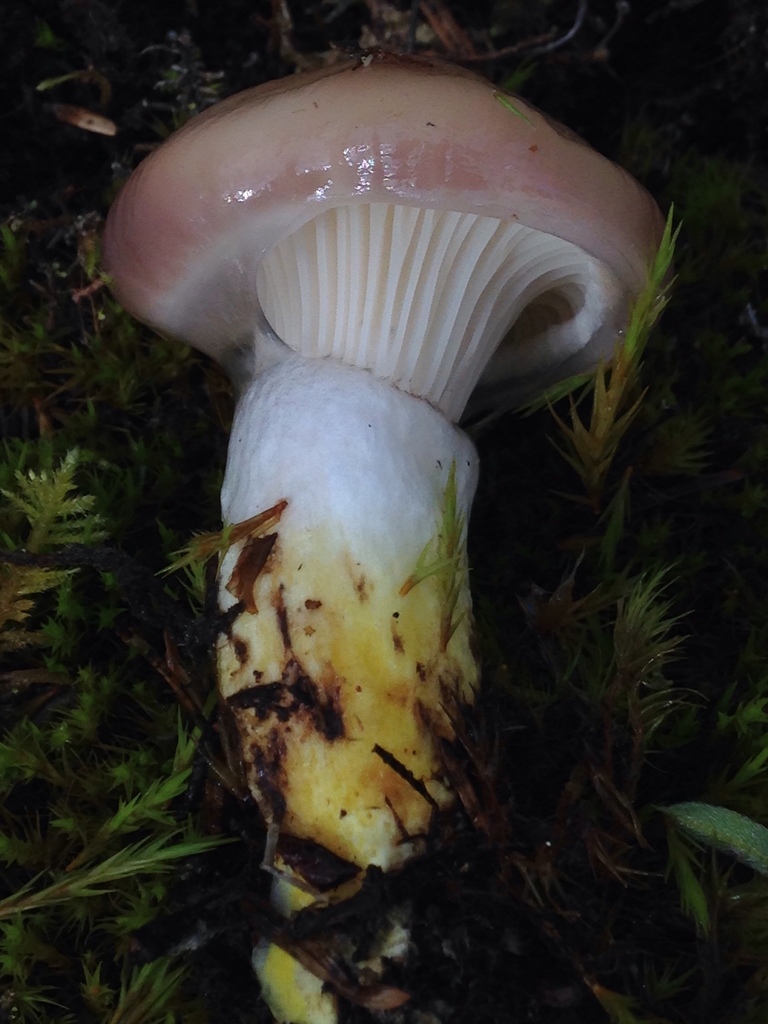 Slimy Spike (Denver-Boulder Metro Area: Fungi, Lichen, Algae, and Slime ...
